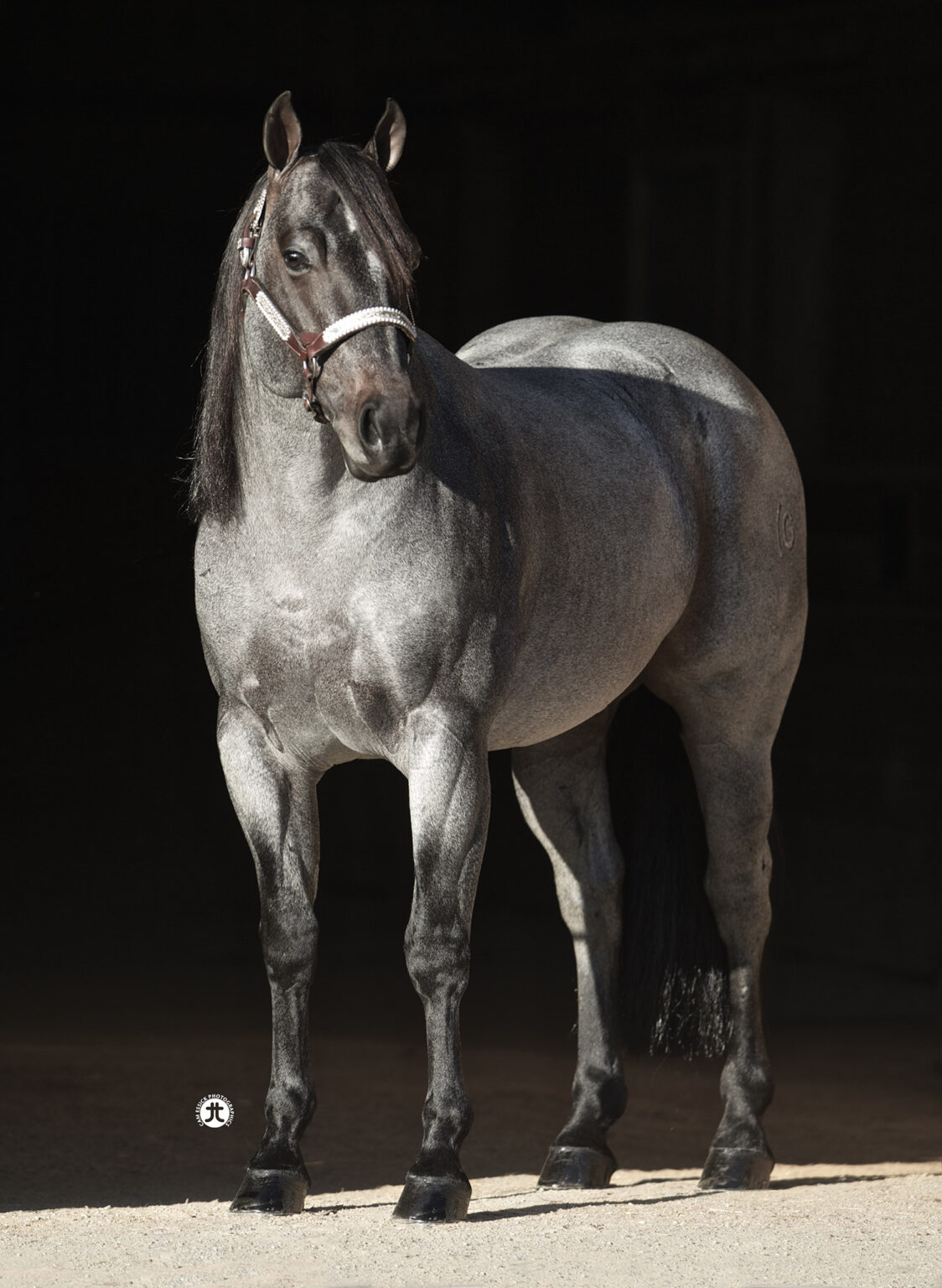 Pedigree - Bet Hesa Boon